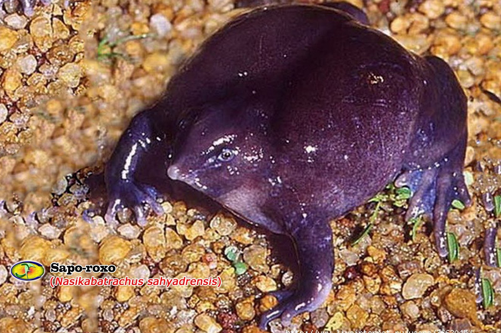 Zoologia: Sapo-roxo (Nasikabatrachus sahyadrensis)